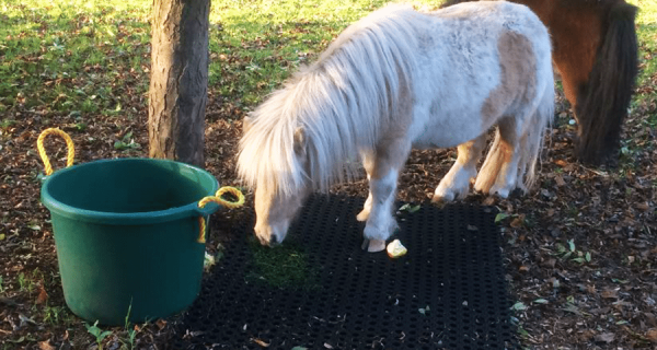 Grass Mats For Paddocks, Enclosures & Animal Recovery Area