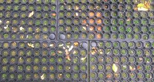 Rubber Grass Mats: Everything You Would Ever Need to Know